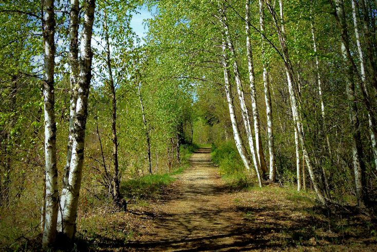 Where To Build Your Log Cabin: The Most Important Decision - North ...